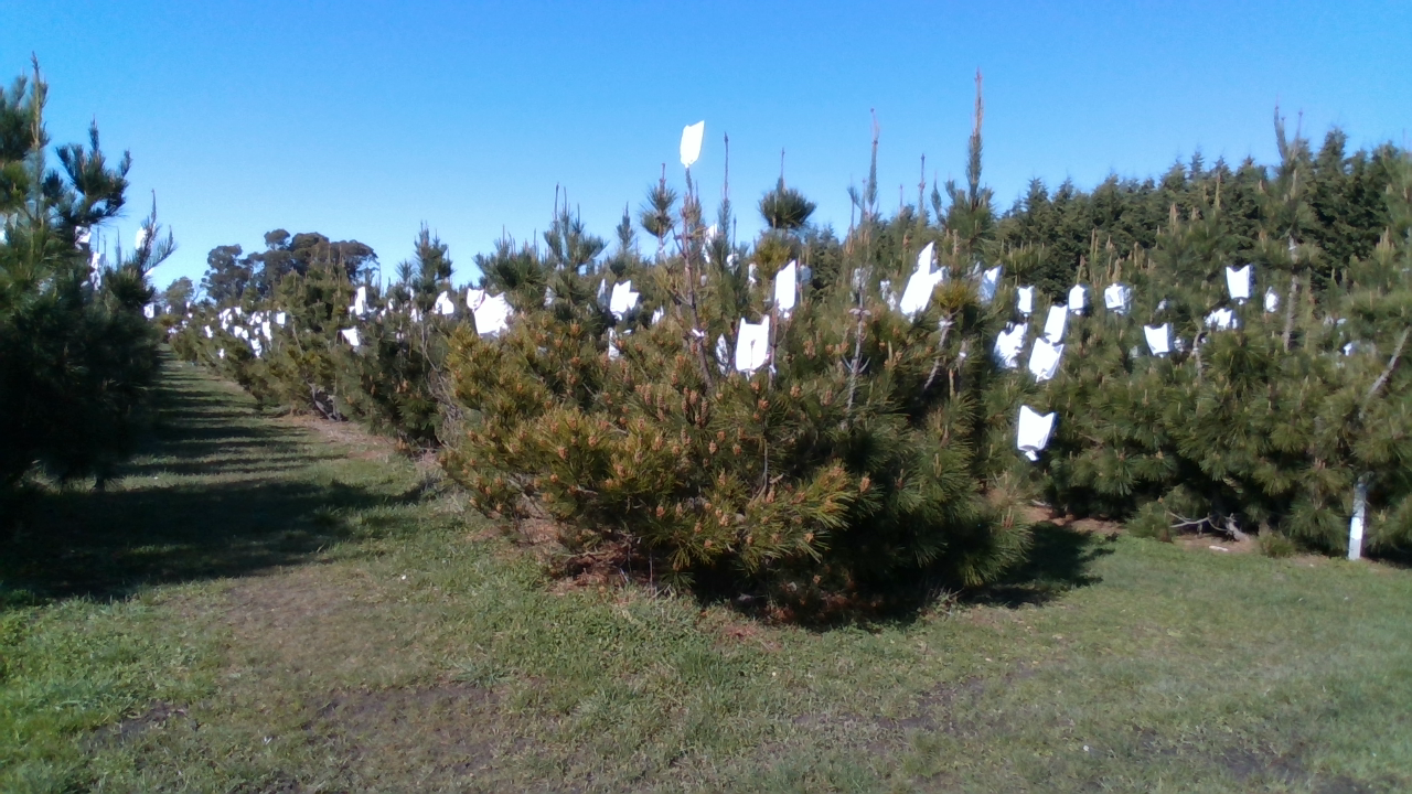 Catkin Tracking Object Detection Dataset By Catkintracking