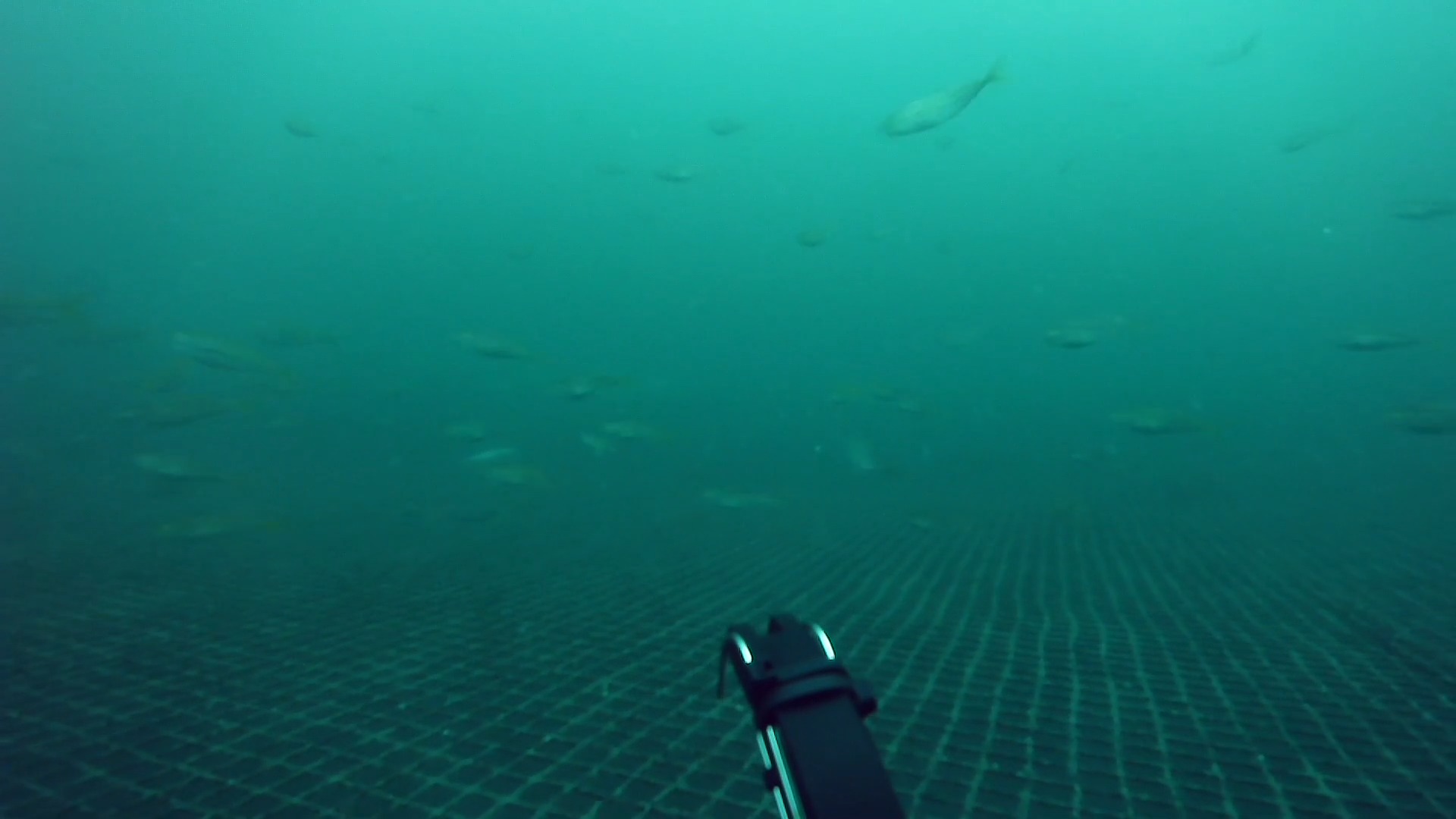 Fish detection Object Detection Dataset and Pre-Trained Model by c.ness ...