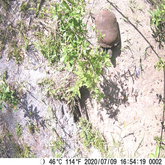 Tortoise Detection Object Detection Dataset by Prakrut Patel