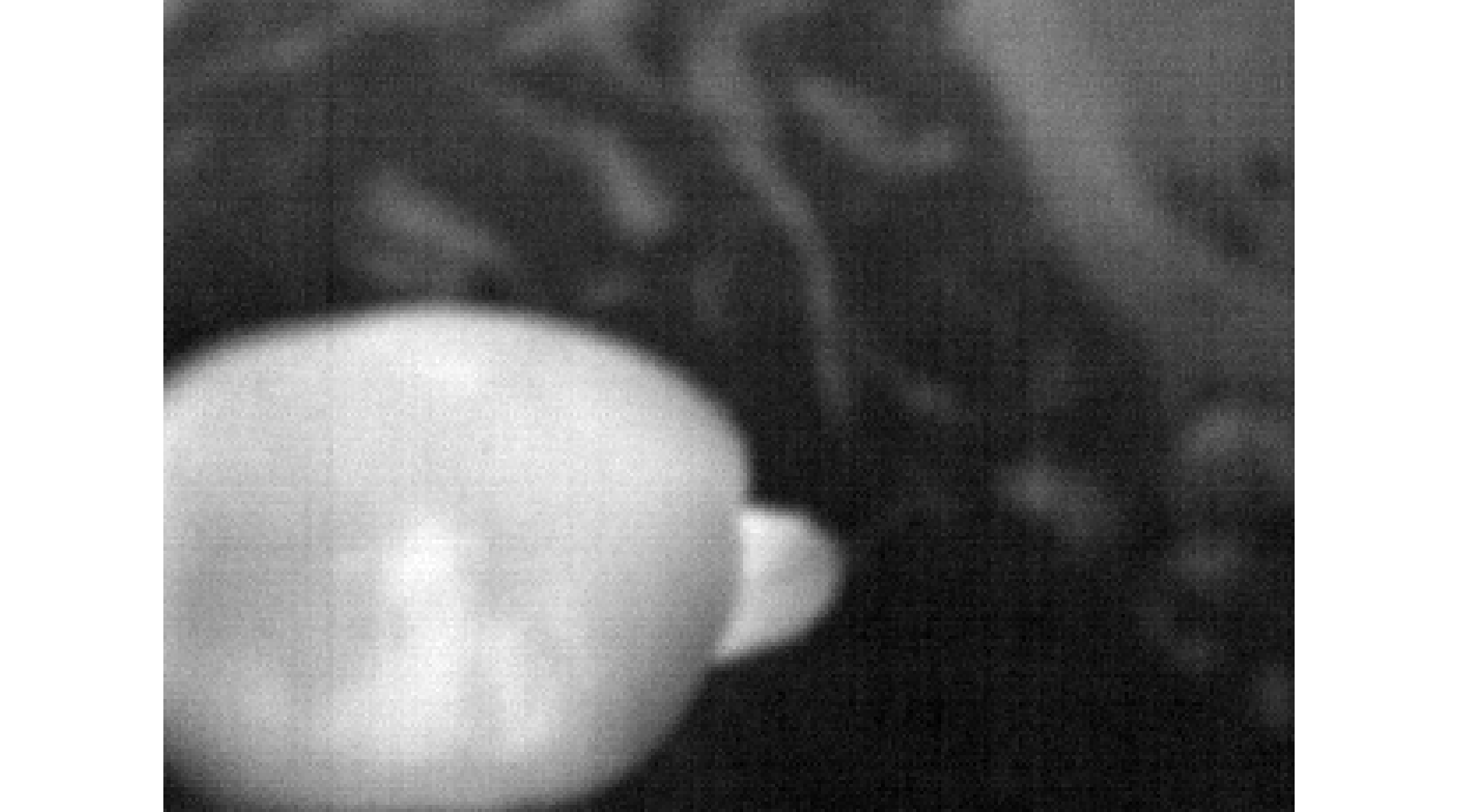 Turtle - Grayscale Object Detection Dataset by Gregoire van den Abeele