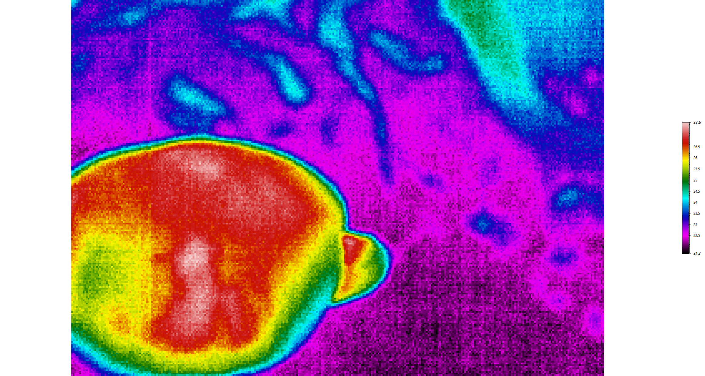 Turtle Object Detection Dataset by Gregoire van den Abeele