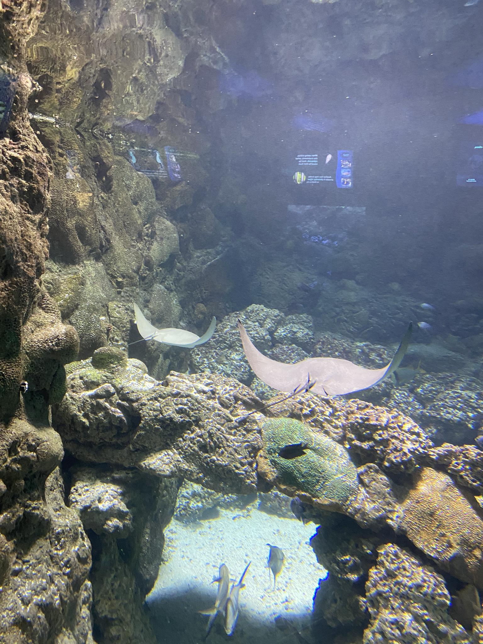 Object Detection Fish Object Detection Dataset by Fish Detection Object Detection Fish Object Detection Dataset by Fish Detection