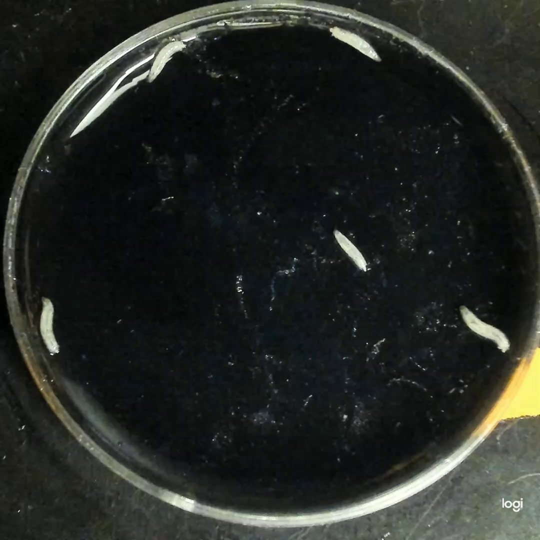 Larvae Instance Segmentation Dataset by UROP programs