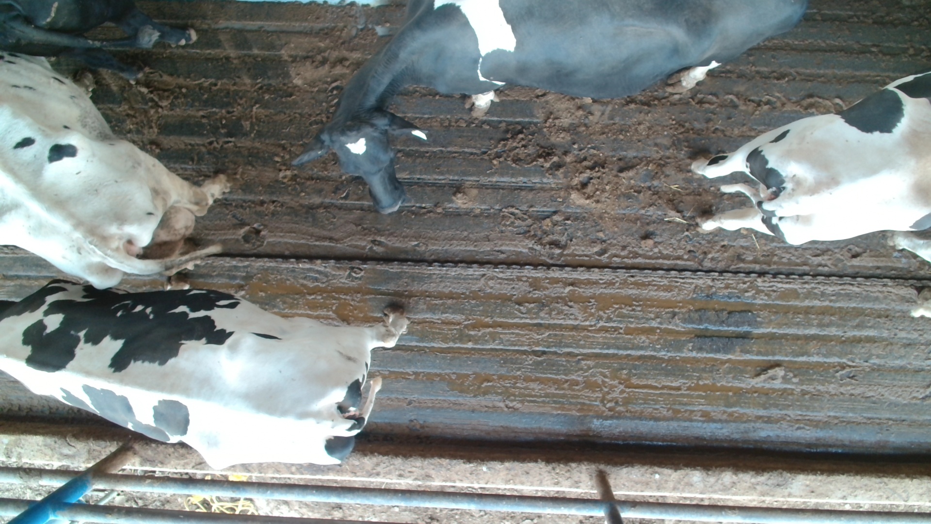 Cow Counting 2 Object Detection Dataset By Cows Caetec