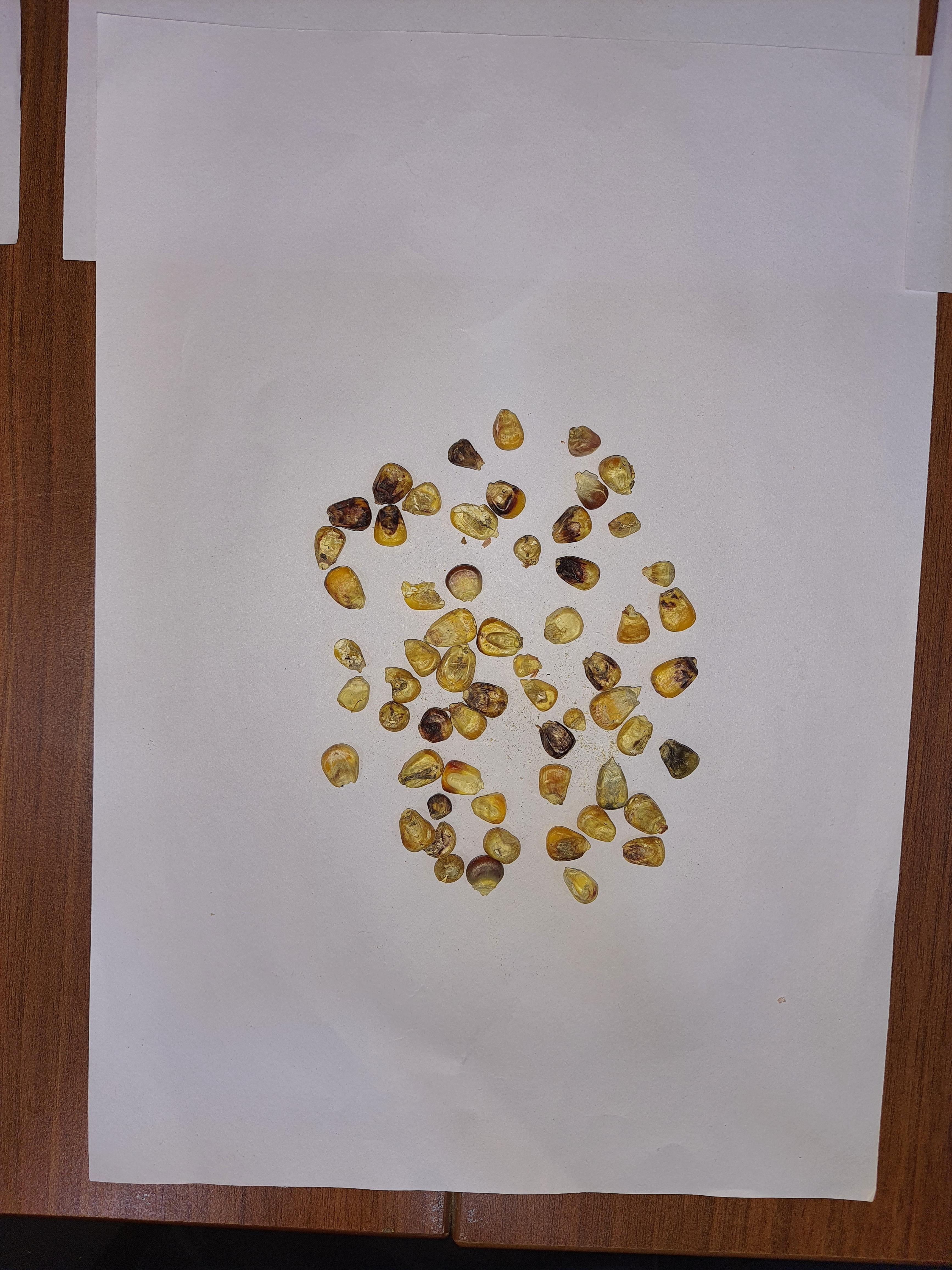 Grain Dataset Object Detection Dataset By Corn Detection