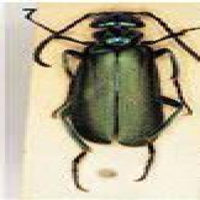 Pest detect102 Object Detection Dataset by FYP