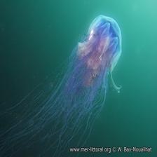 blue Classification Dataset by Tuch