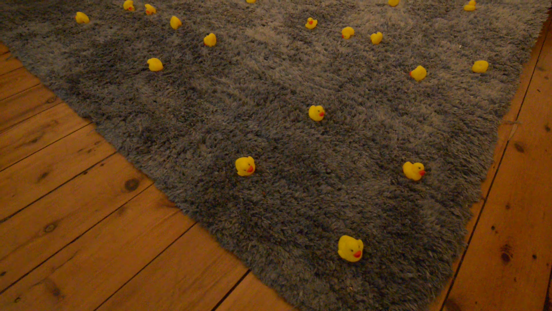 MCH4400 Ducks Object Detection Dataset by University of Newcastle