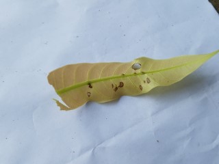 Mango detection decease Object Detection Model by MANGO