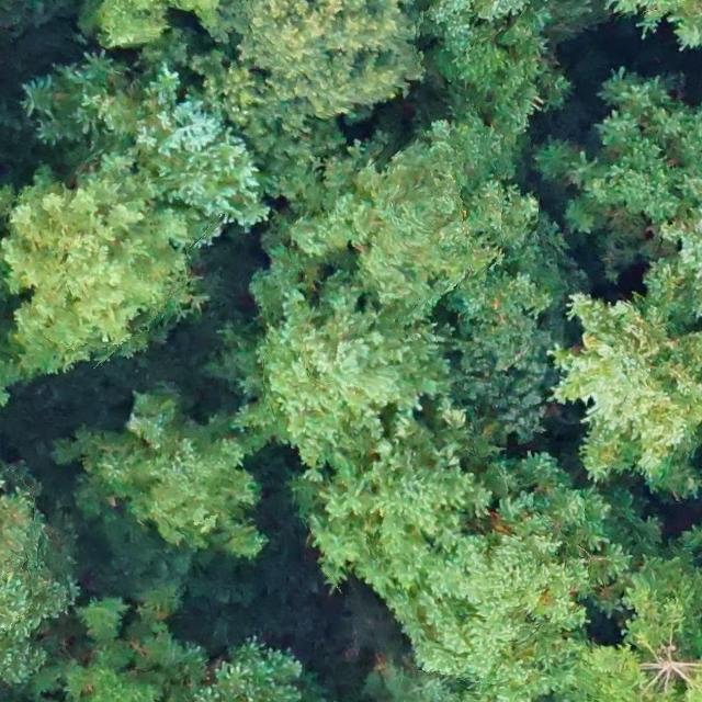 forest trees Object Detection Dataset by test