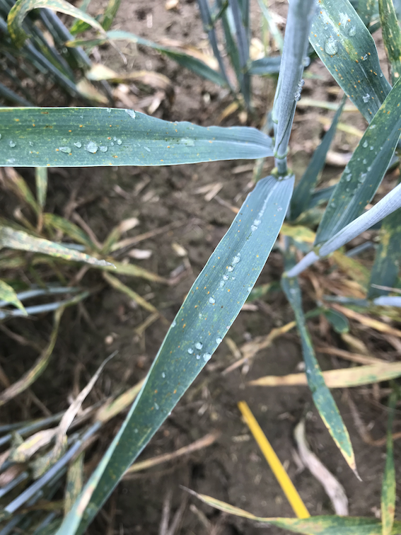 Aggrotech - Roboflow Universe