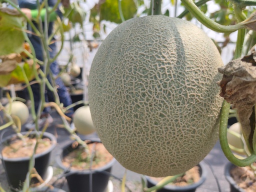 Melondetection Object Detection Dataset By Prince Of Songkla University