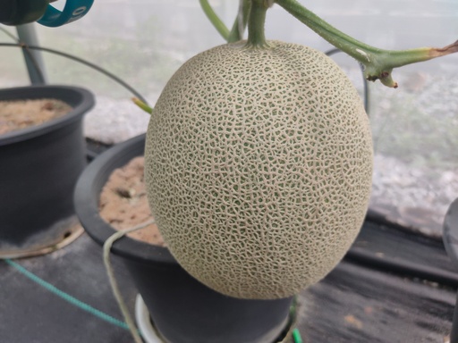 Melondetection Object Detection Dataset By Prince Of Songkla University