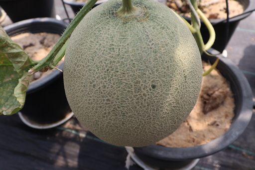 Melondetection Object Detection Dataset By Prince Of Songkla University