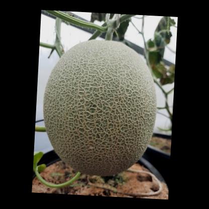 split-melon-b Object Detection Dataset by Prince of Songkla University