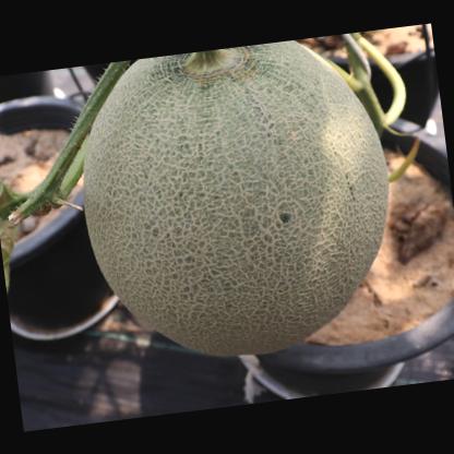 split-melon-c Object Detection Dataset by Prince of Songkla University