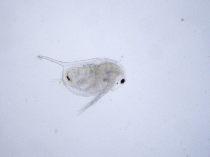 Daphnia_detect Instance Segmentation Dataset by Zitong Liao