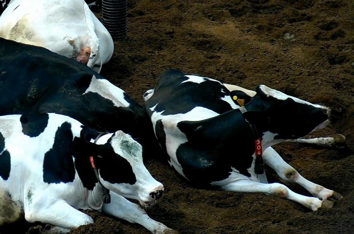 How to Use the cow head Object Detection API