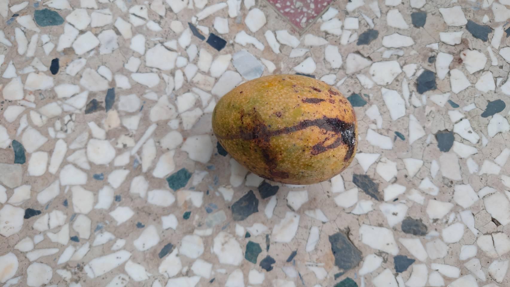 mango Classification Dataset by ML