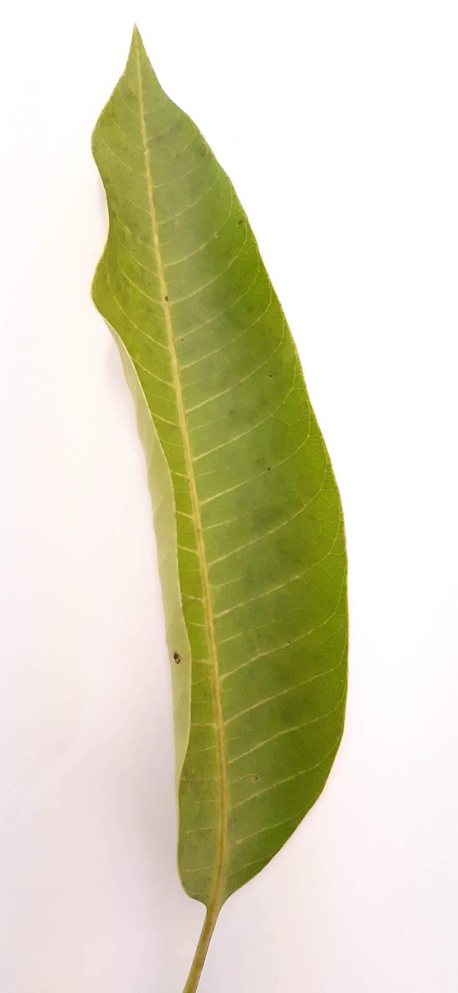 deteksi daun Instance Segmentation Model by Visi kompouter