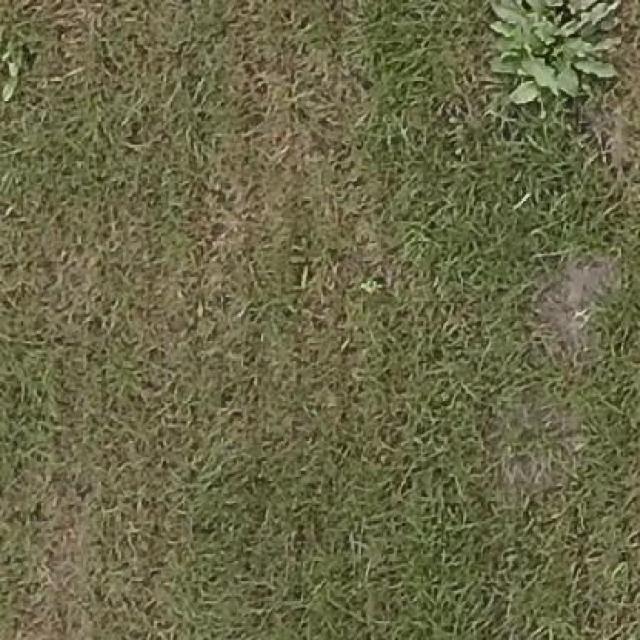 Weed Object Detection Dataset By Termite Mound
