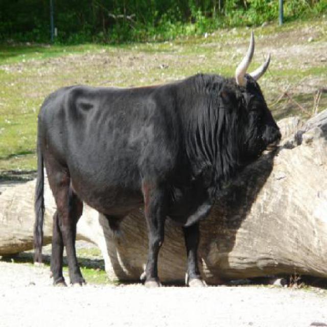 Cow Detection Object Detection Dataset And Pre Trained Model By Navid Hsm