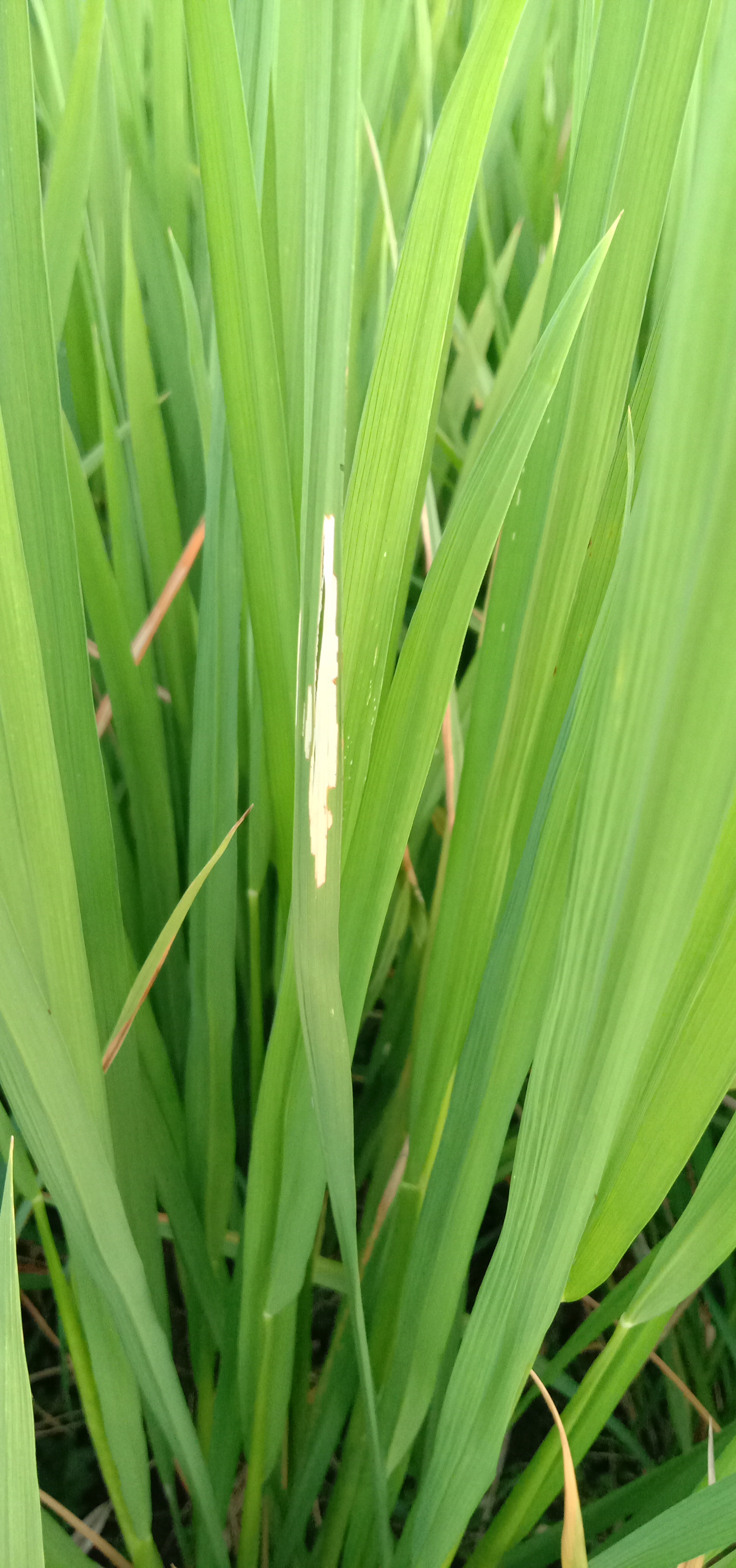 rice-leaf-virus-sheath-blight Object Detection Dataset by MyProject