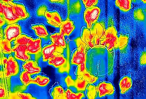 Bird Project (Thermal) 4 Object Detection Dataset by Bird Project with ...