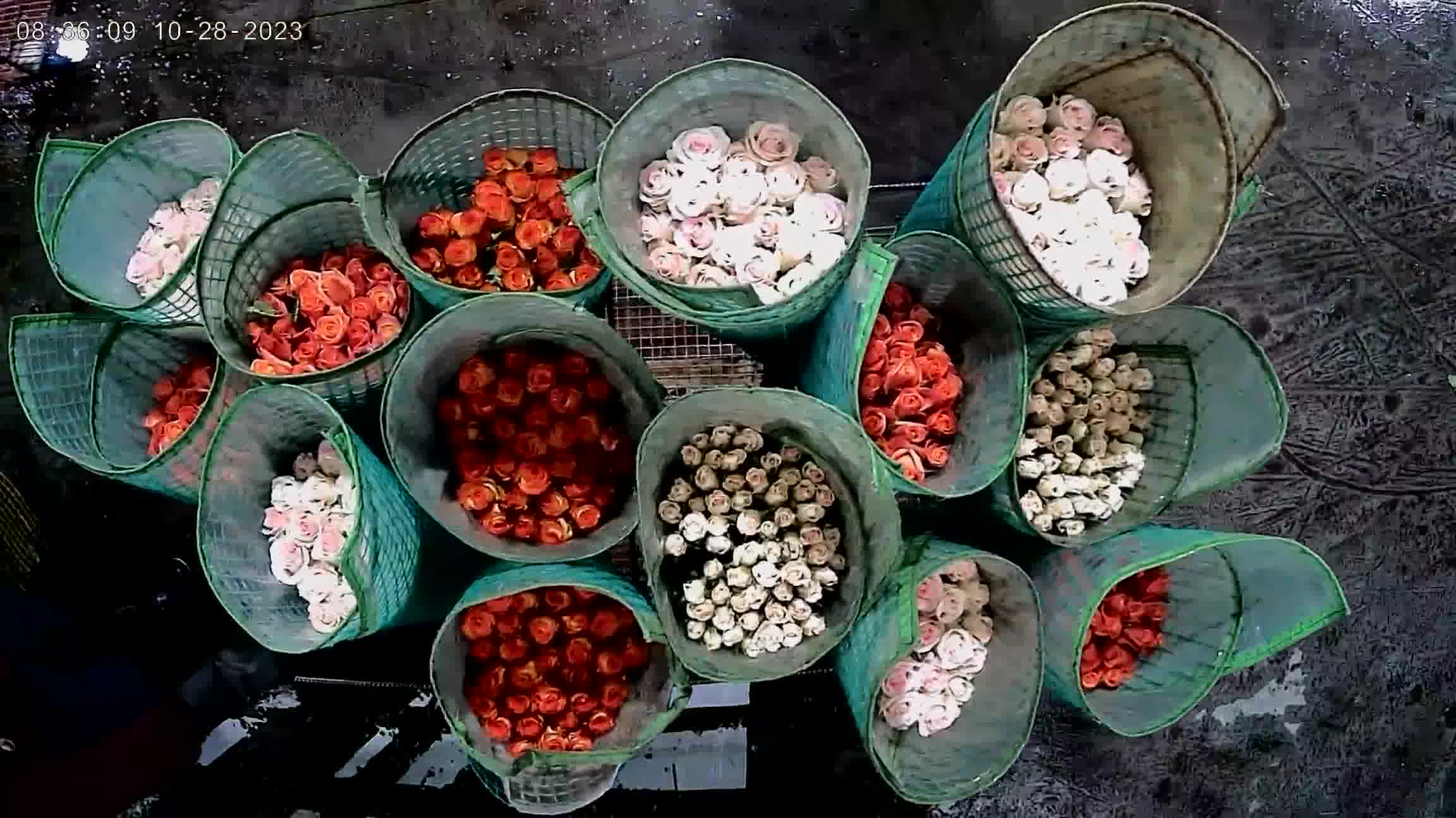 Rose Cart identification Object Detection Model by bernardo.montufar ...