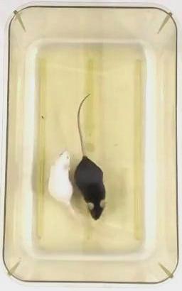 MouseSI_New_final Instance Segmentation Dataset by FlaniganLab