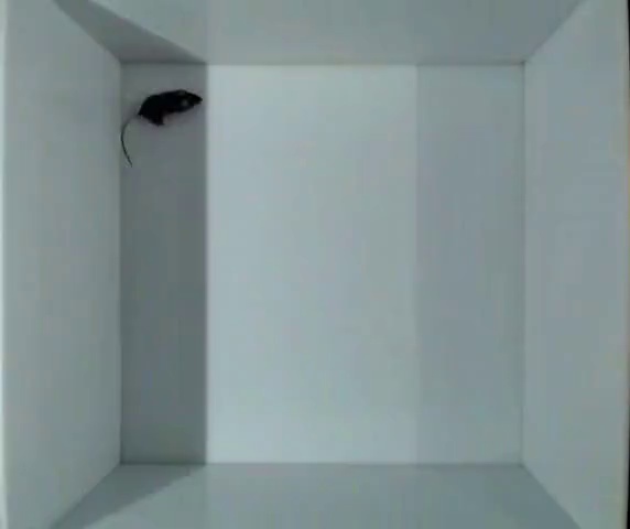 mouse_oft Instance Segmentation Dataset by FlaniganLab