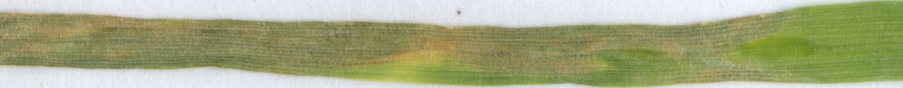 leaf-dataset-375 Instance Segmentation Dataset by SEPTOSYMPTO