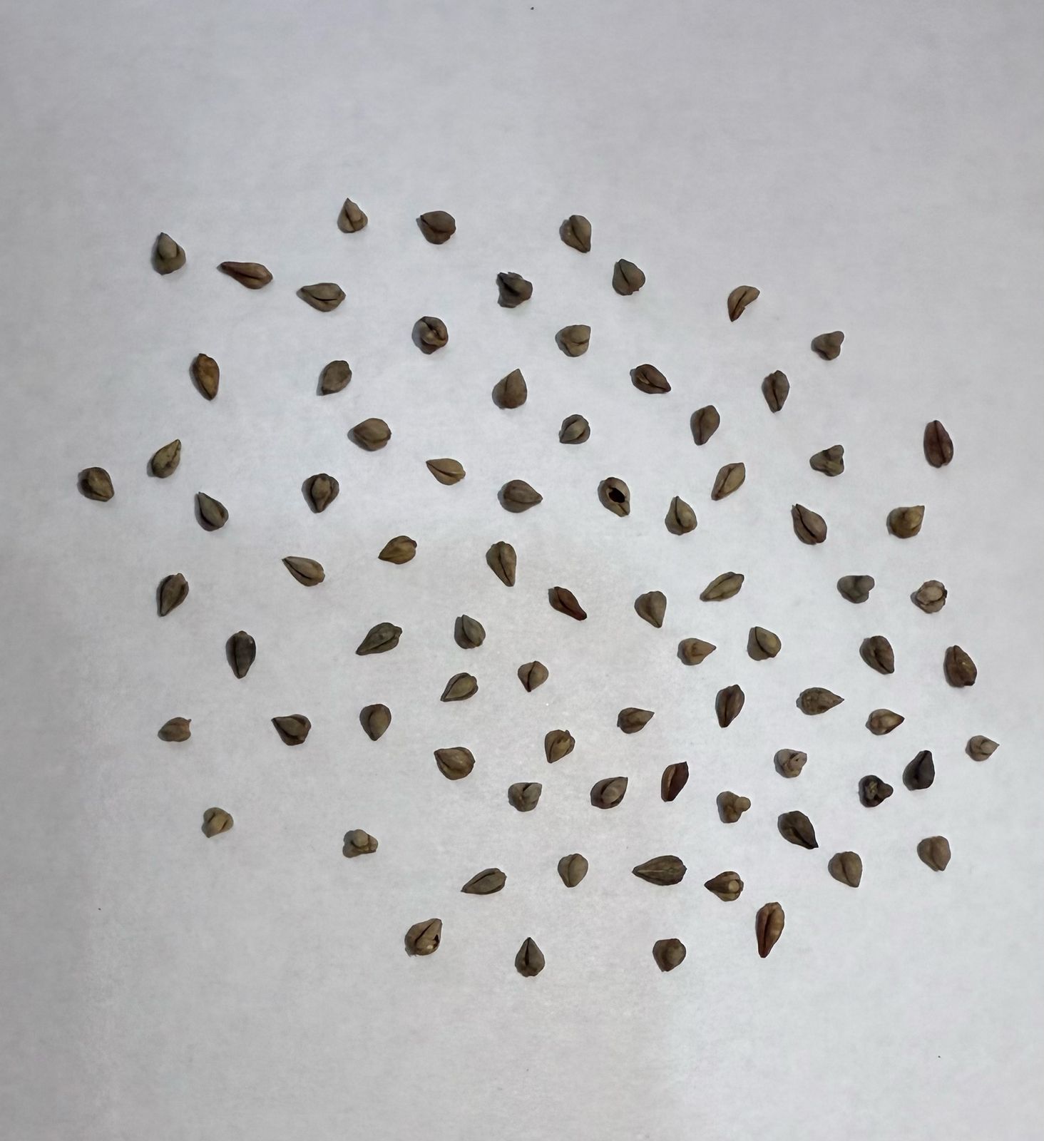 Classification and Segmentation - Roboflow Universe