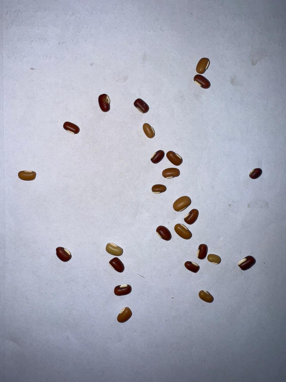 seed_classification Object Detection Dataset by Classification and ...
