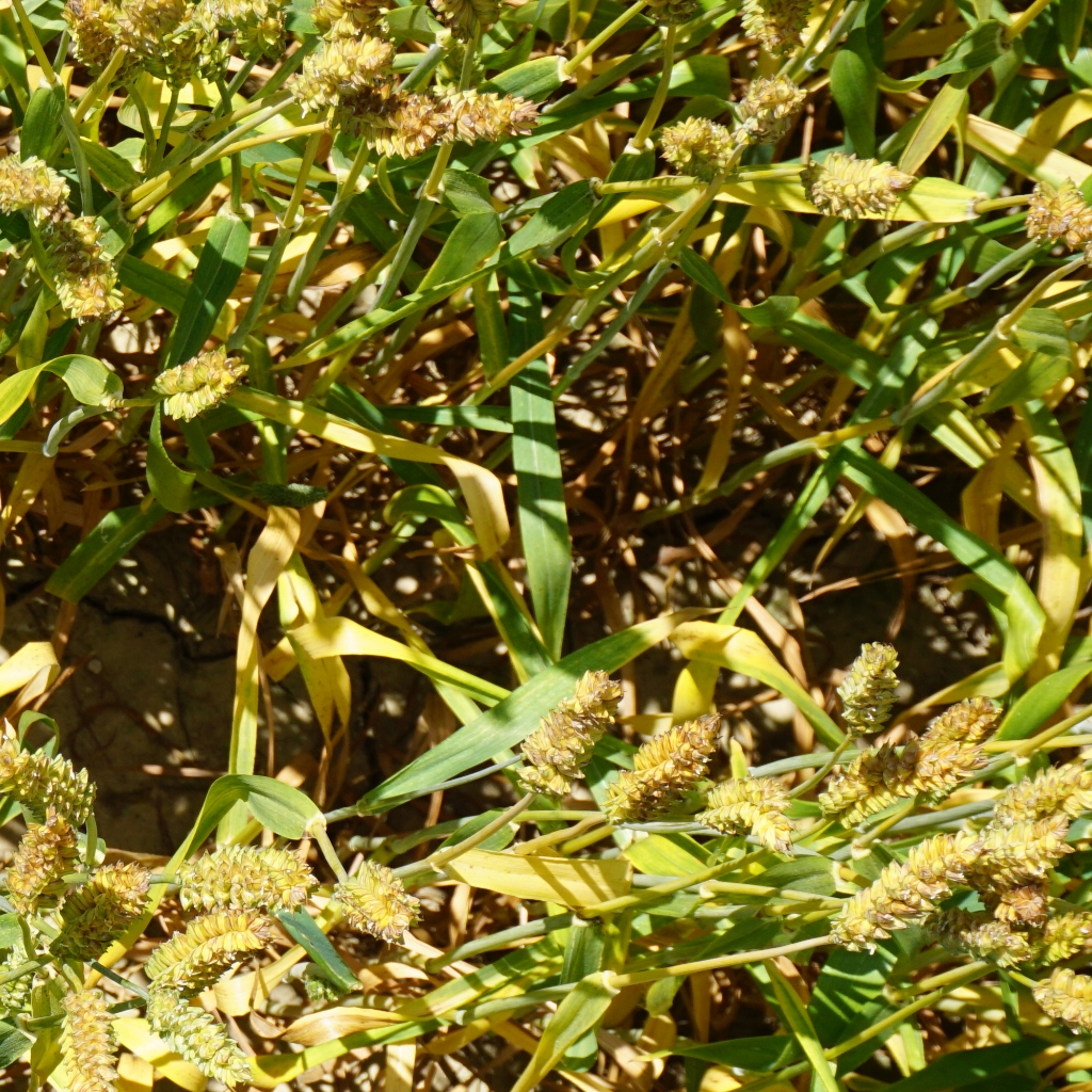 Gwhd 2021 Object Detection Object Detection Dataset By Gwhd 2021