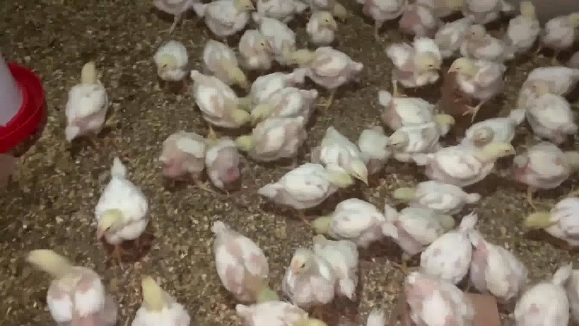 pr1 Object Detection Dataset and Pre-Trained Model by Amlan j