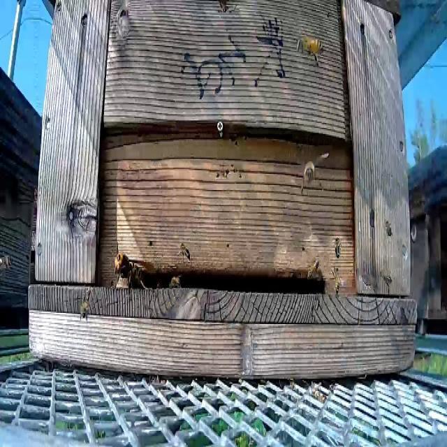 hornet Object Detection Dataset by hornets and bees
