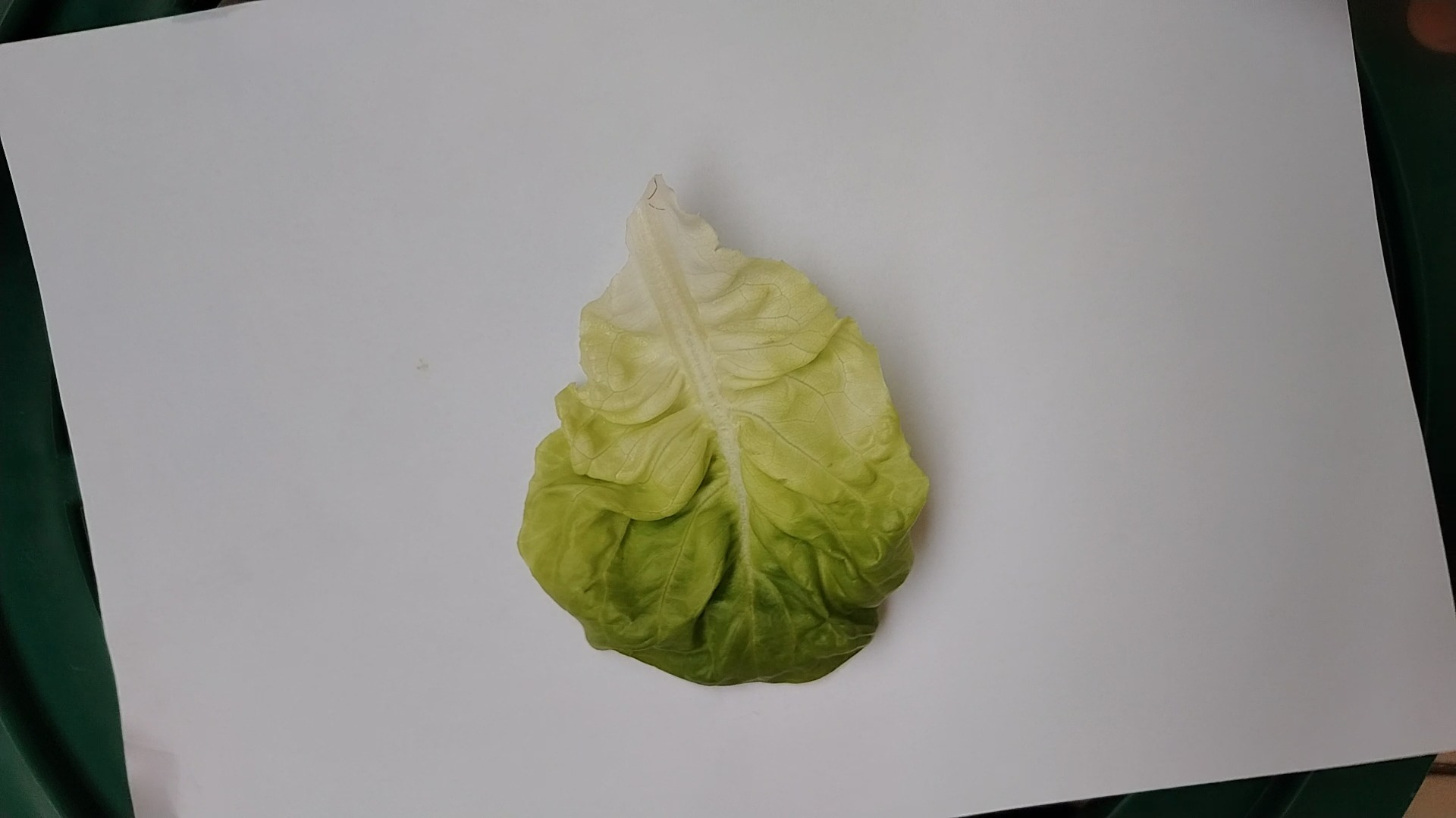 lettuce dimension Object Detection Dataset by vessh