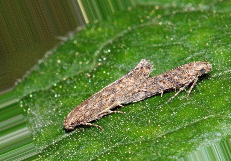 insects_specific Object Detection Dataset and Pre-Trained Model by AI Code