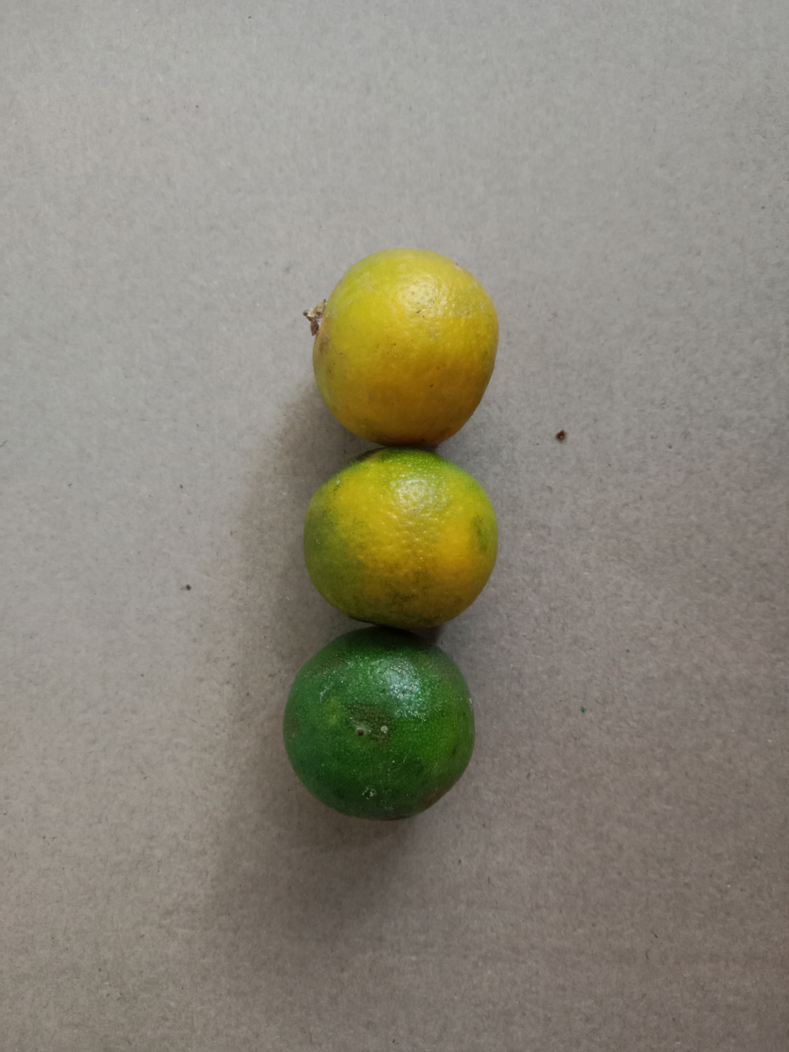 Citruscan Object Detection Model (v3, 2024-04-23 9:22pm) by bsu