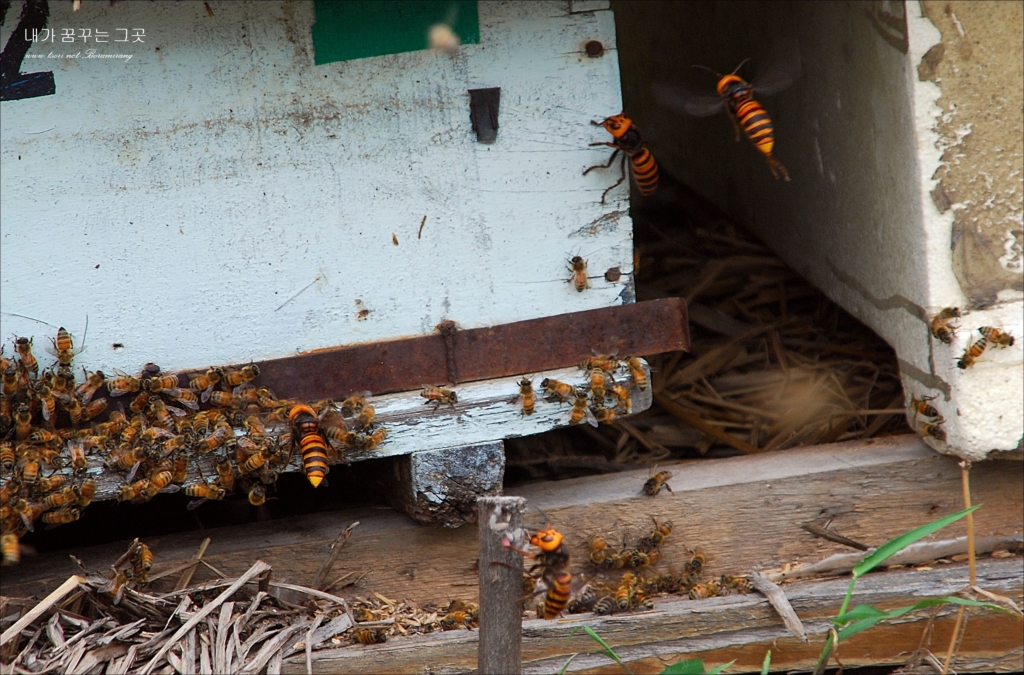 hornet_test Object Detection Dataset by Kwangwoon University