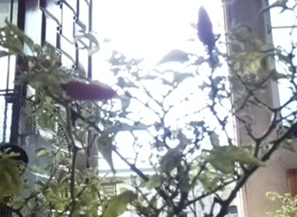 Chili Color Detection Instance Segmentation Model by ctu