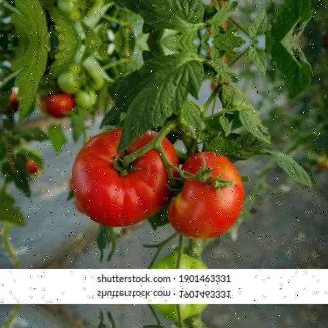 tomato_detector Object Detection Dataset by harvester