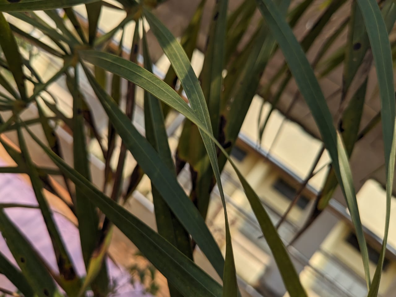 How To Use The Spoiled Leaf Detection Object Detection Api 7725