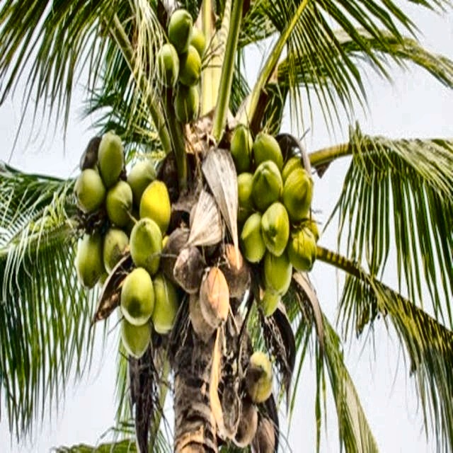 Gamma+Two Level Clahe Instance Segmentation Dataset by Andi Andri