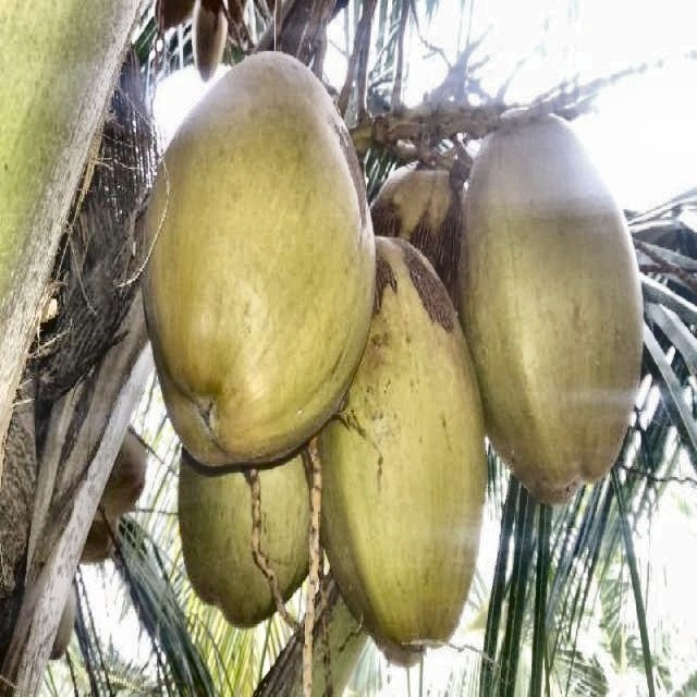 gamma+clahe+yolo11 Instance Segmentation Dataset by Andi Andri