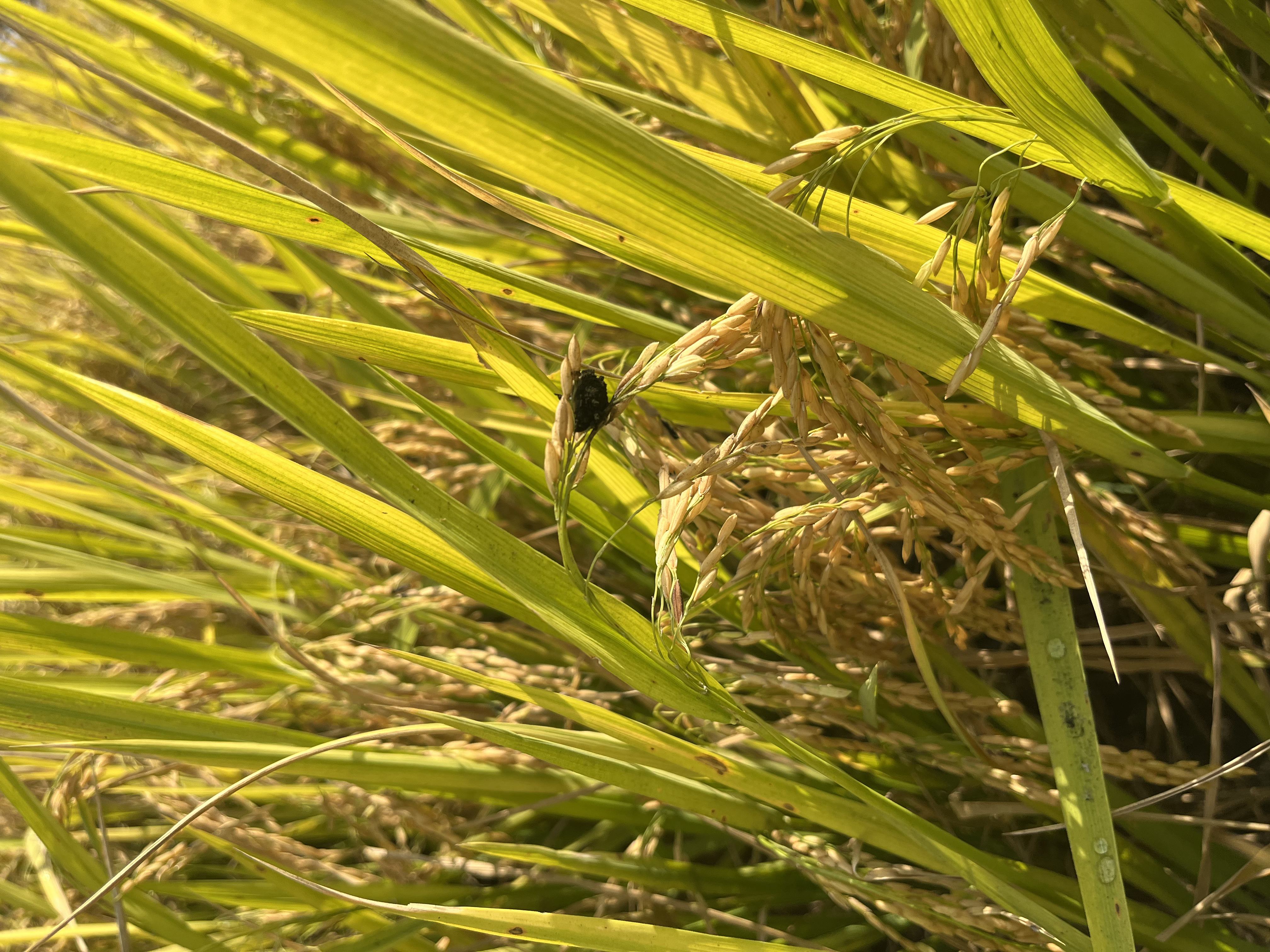 Insect Detection Object Detection Dataset And Pre Trained Model By Mywork