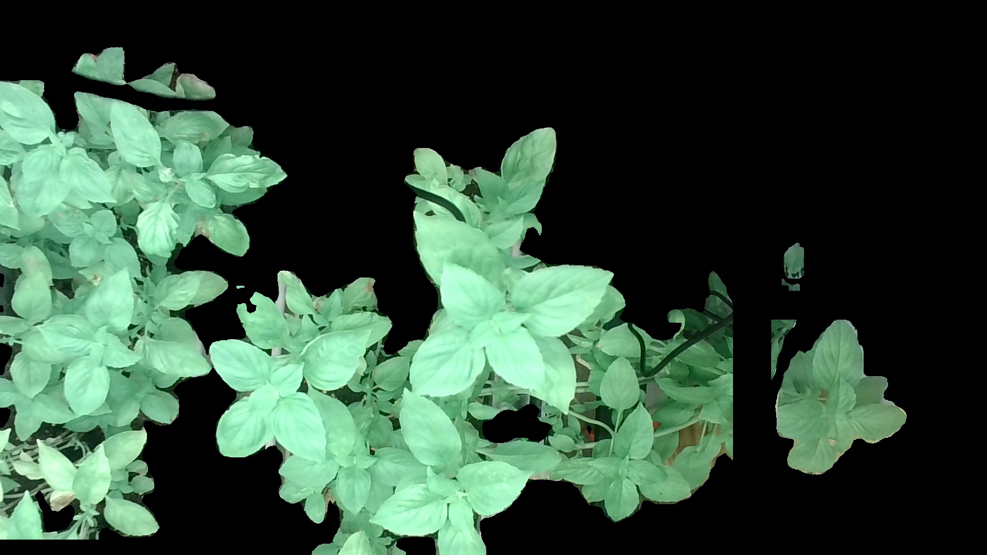 basil-classificationV2 Object Detection Dataset by Capstone Training Data