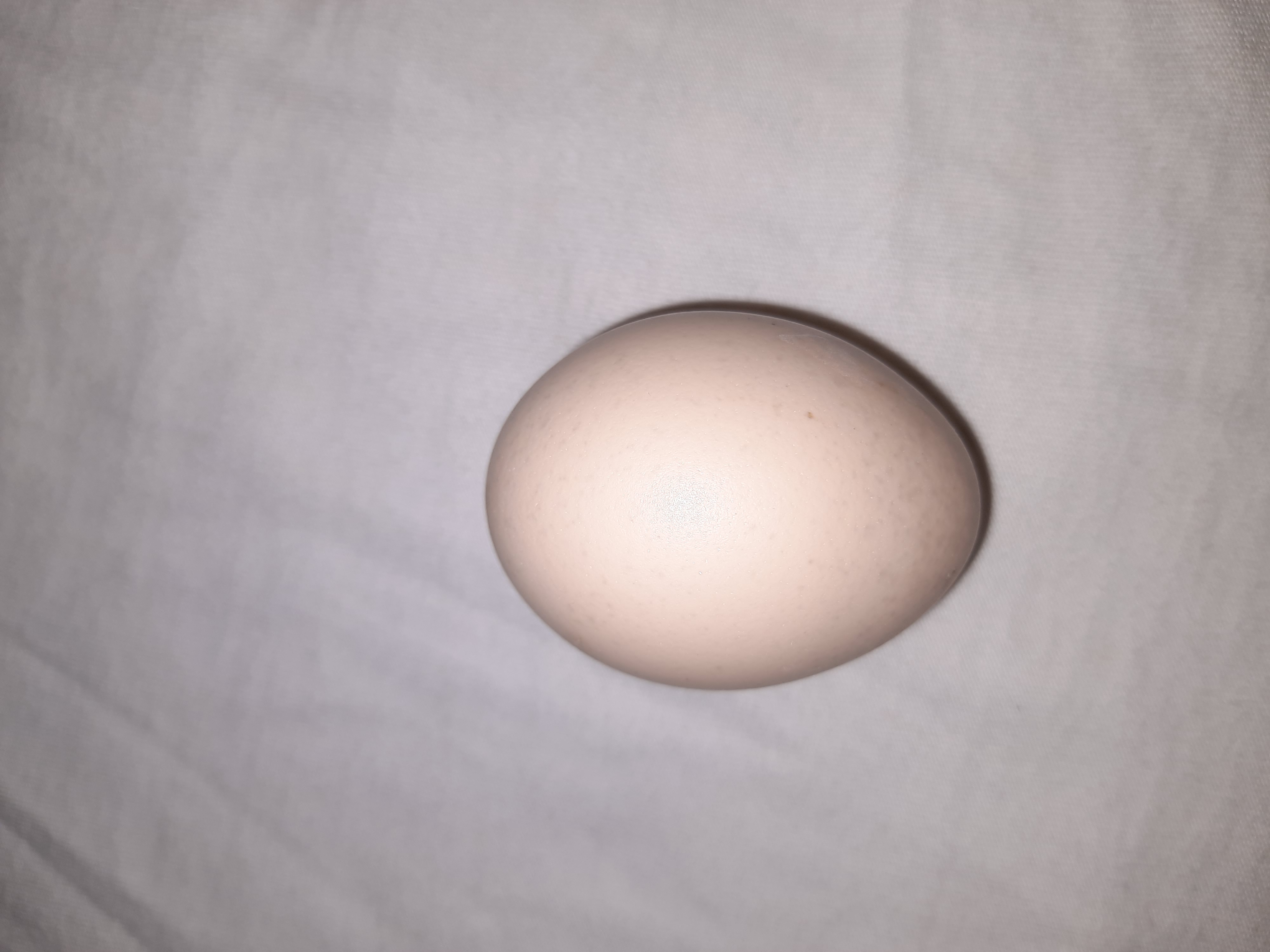 deteksi telur 1 Object Detection Dataset and Pre-Trained Model by shofi