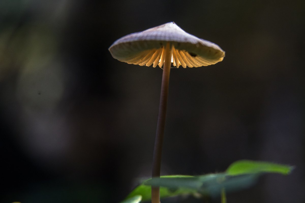 Mushroom Object Detection Model by PROJECTS